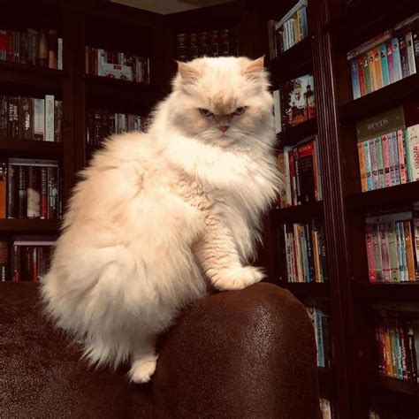 30 Hilarious Signs Your Cat Hates You