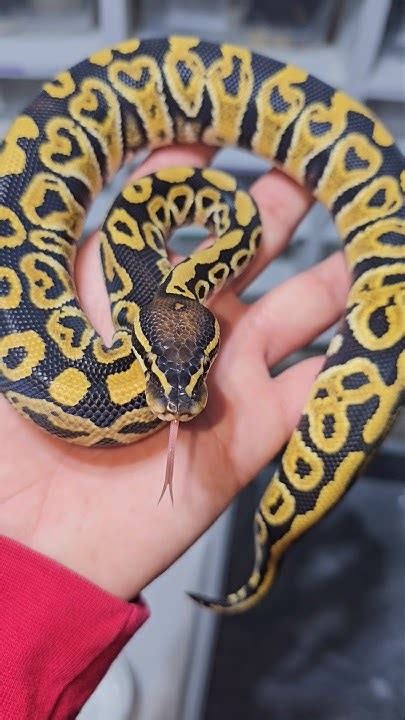 My15 Het Clown Hurricane Army😉👌 Pythonregius Royalpythons Exotics