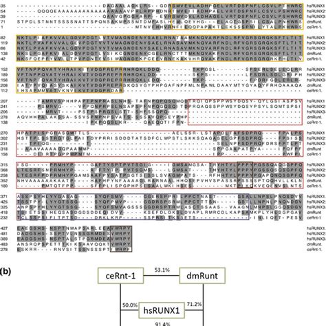 Multiple Sequence Alignment Of Runx Proteins From Different Organisms Download Scientific