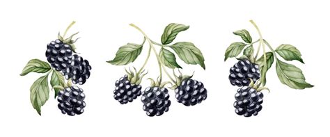 블랙 베리 가지 수채화 고립 된 그림의 집합입니다 식품 포장 로고 라벨용 베리가 있는 조성물 0명에 대한 스톡 벡터 아트 및 기타 이미지 Istock
