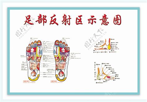 足部反射区示意图图片素材 编号10560718 图行天下