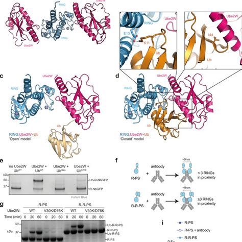 Substrate Ubiquitination Parallels Substrate Degradation During
