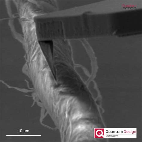 Quantum Design Microscopy On Linkedin Afm Cellulose Materialsscience Afm Sem