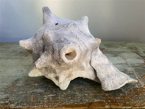 Vintage Fossilized Sea Conch Shell Etsy