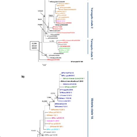 Phylogenetic Analysis Of The Ha1 Nucleotide Sequences From Influenza