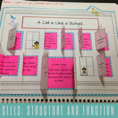 Cell Structure And Function Interactive Notebook Interactive Science Notebook Life Science