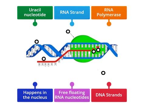 Transcription Model Labelled Diagram