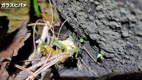 アオガエルの顔面に食らいついたガラスヒバァ ガラスヒバァ2本目 2023 3 11 YouTube