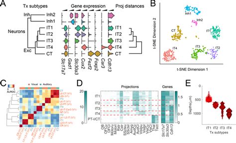 High Throughput Mapping Of Long Range Neuronal Projection Using In Situ Sequencing Pmc