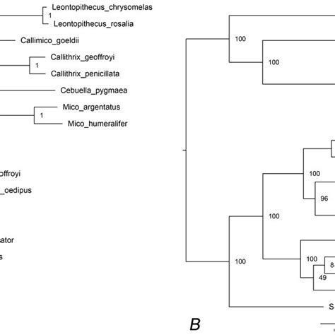 Bayesian Inference Majority Rule Consensus Tree Depicting The Topology