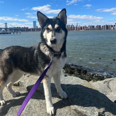 Akita Mix Huskygerman Shepherd Mix Looking For Forever Homes Hoboken Girl
