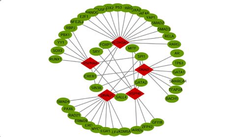 The Hub Gene Transcription Factor Tf Regulatory Network Red Diamond
