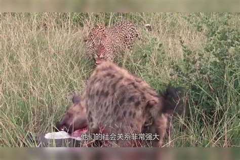 草原之王重振雄威，狮子vs鬣狗，二哥扭头狂奔，吓破胆vs鬣狗雄威