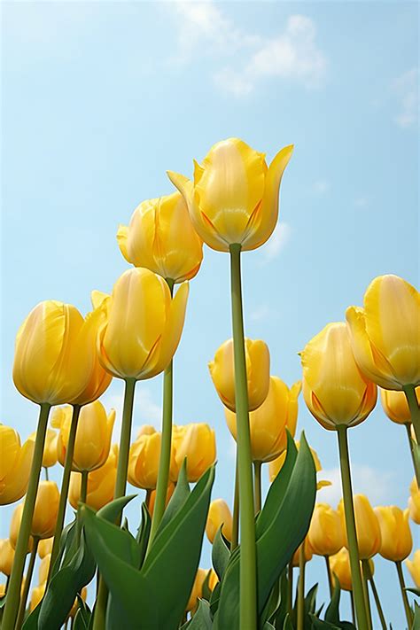 พื้นหลังดอกทิวลิปสีเหลืองบานสะพรั่งเหนือท้องฟ้า ภาพวอลล์เปเปอร์สำหรับดาวน์โหลดฟรี Pngtree