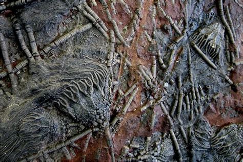 Crinoid 8 Cochise College Geology