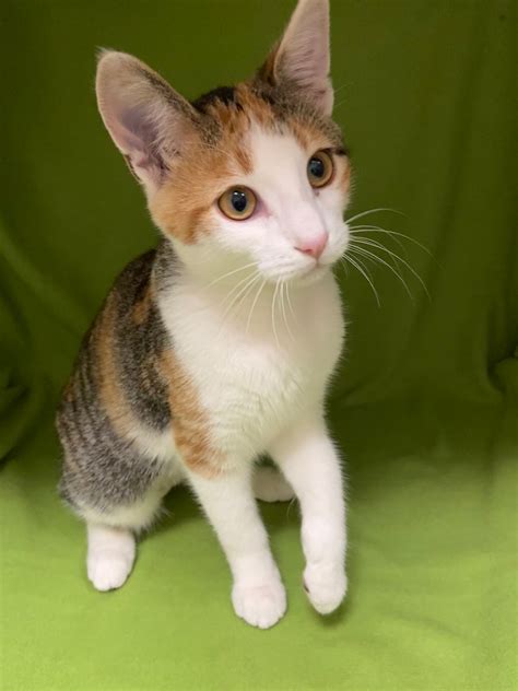 Lil Bit Is Adopted Happy Cats Haven