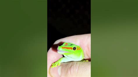 Yoink Guy Wildlife Youtube