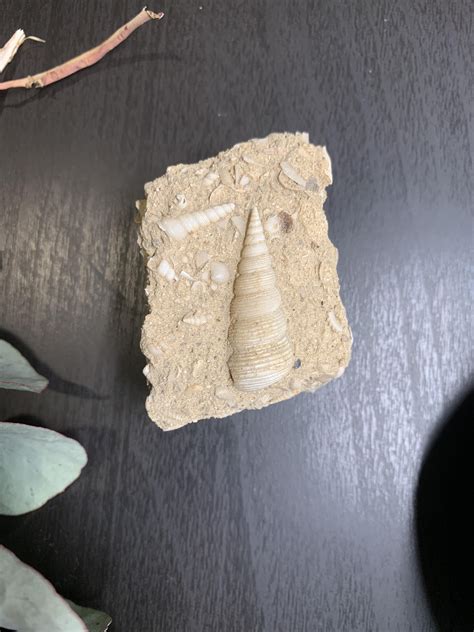 Perfectly Preserved Fossil Rfossils