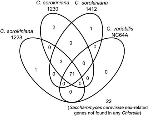 Conservation And Variation In Sex Related Genes Between Chlorella Download Scientific Diagram