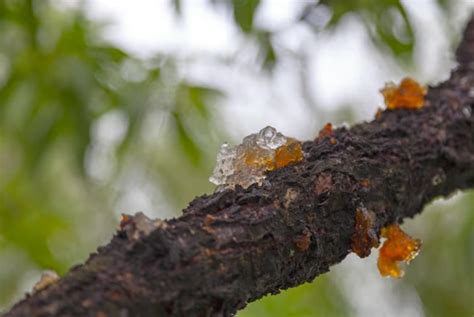 Dealing With Tree Pests And Diseases How A Certified Arborist Can Help