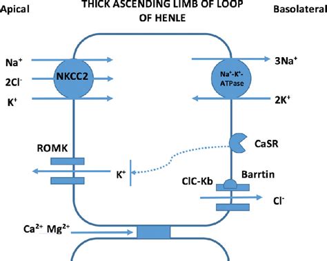 Figure 1 From Metabolic Alkalosis Semantic Scholar