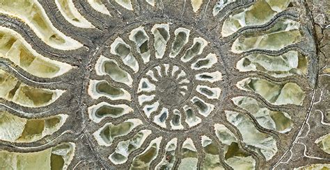 What Is A Fossil Natural History Museum