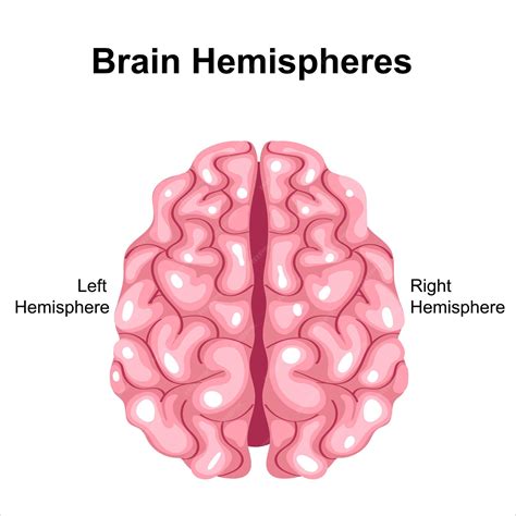 Premium Vector Brain Lobes Labeled Illustration