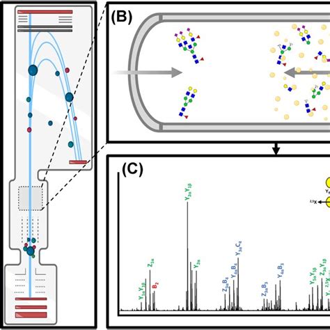 Maldi Imaging Mass Spectrometry For The Analysis Of N‐glycans A Download Scientific Diagram