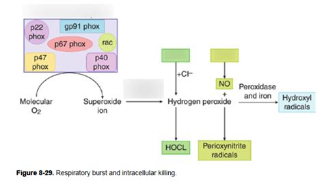 Br Chapter 8 Chemotaxis Phagocytosis Complement Diagram Quizlet