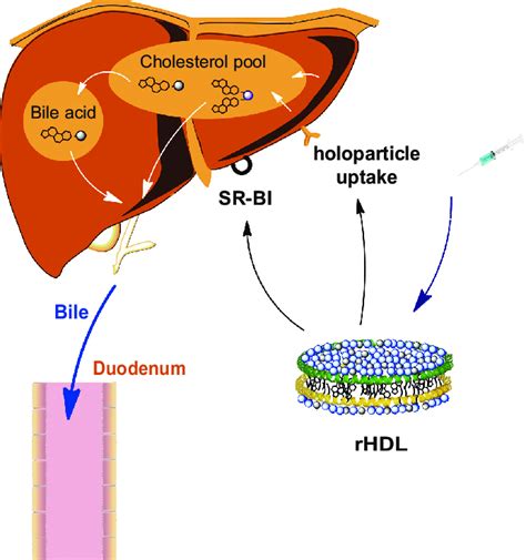 Possible Uptake Mechanism Of Gd Chol HDL And Gd Chol HDL Download Scientific Diagram