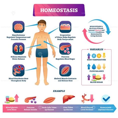 Homeostasis State With Body Temperature And Water Regulation Outline
