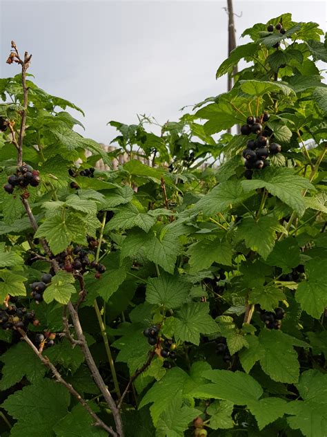 Үхрийн нүд зарна Дарханд Мод сөөг үржүүлэг худалдаа