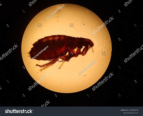 Flea Eggs