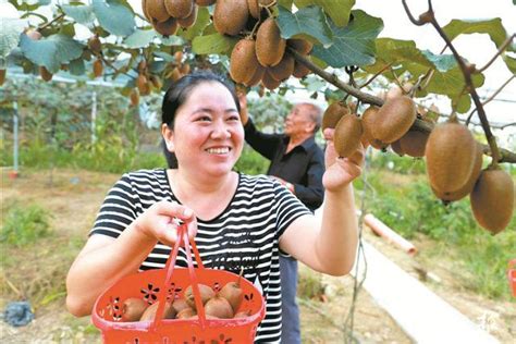 「扶貧果」掛枝頭甜心頭 每日頭條