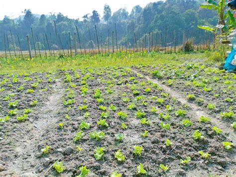 လိပ်သိုဒေသ၌ ဆလပ်ရွက်များ တစ်နိုင်တစ်ပိုင် စိုက်ပျိုးရောင်းခ