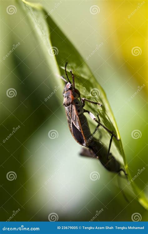 Bugs Mating On Leaf Stock Image Image Of Black Eating 23679005