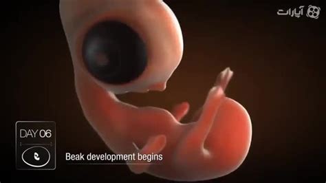 مراحل کامل رشد جنین نطفه در داخل تخم مرغ خرید تخم نطفه دار نماشا