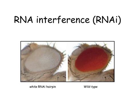 Ppt Rna Interference Rnai Powerpoint Presentation Free Download Id 4808222