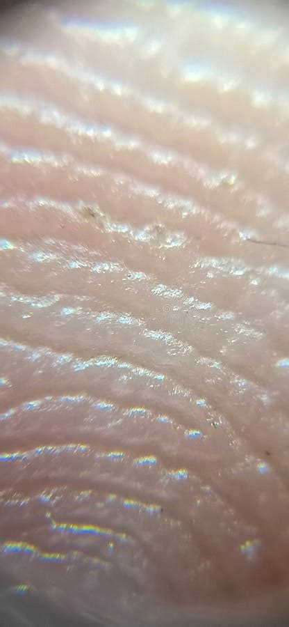 Macro Shot Of Human Fingerprint Texture Stock Image Image Of Identity