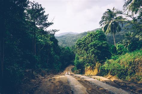열 대는 정글 정글에서 먼지도 로입니다 태국 동남 아시아입니다 열 대 우림입니다 바나나 야 자 나무입니다 가로 보기입니다 0명에 대한 스톡 사진 및 기타 이미지 Istock