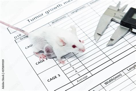 Experimental White Mouse With Lateral Tumor And A Caliper On The Tumor Size Measurement Test