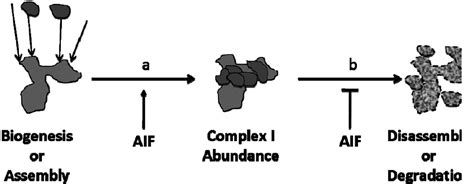 Vital Functions Of Aif Two Hypothetical Models Describing Aifs Download Scientific Diagram