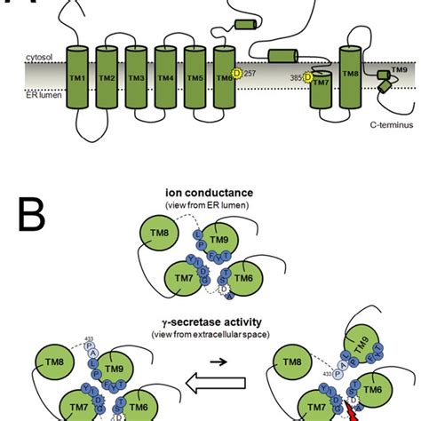 Assembly And Trafficking Of The γ Secretase Complex Download