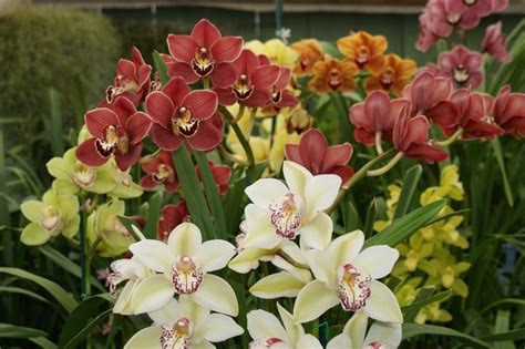Types Of Cymbidium Orchids The 8 Best Potting Media For Cymbidium Orchids Hibwli