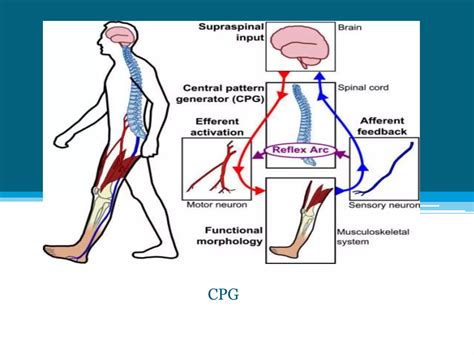 Neural Control Of Locomotion Pptx Brain And Nervous System