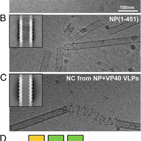 Cryoet And 3d Reconstruction Of The Ebov Nc From Subtomogram Averaging Download Scientific