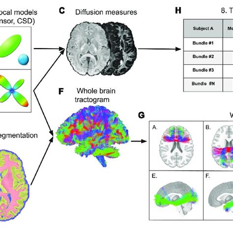 Mri Processing Pipeline A Inputs Diffusion Weighted Images Are