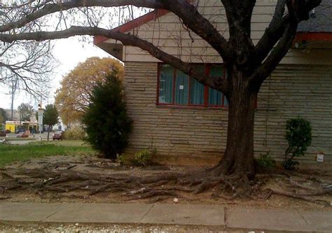 Tree Root Barriers To Prevent Foundation Repair Advanced Foundation Repair