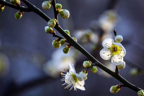 花开春光寻美景——明城墙遗址公园的梅花 绿萼 中关村在线摄影论坛