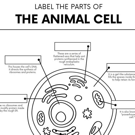 Animal Cell Biology Worksheet Etsy